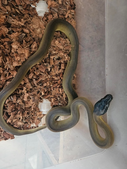 1.1 Bothrochilus Albertisii Python Levre Blanche Juvéniles White-Lipped ...