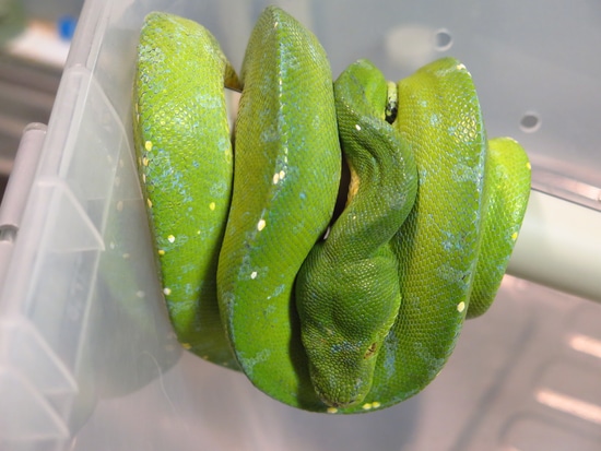 1.1morelia Viridis Sorong Blue Chain De 2021 Green Tree Python by The Snake
