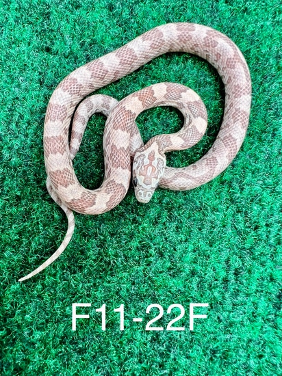 Orchid 100% Het Charcoal, Hypo Corn Snake by Repkyle Reptiles