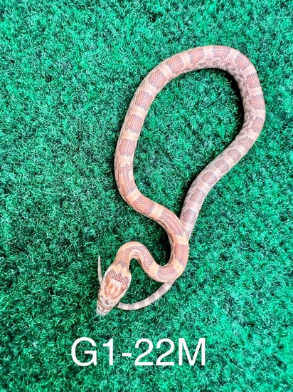 Orchid Corn Snake by Repkyle Reptiles