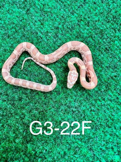 Orchid Corn Snake by Repkyle Reptiles