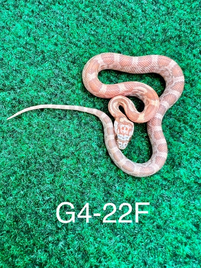 Orchid Corn Snake by Repkyle Reptiles