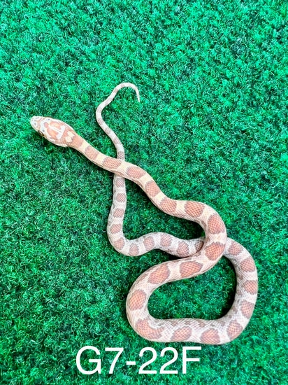 Orchid Corn Snake by Repkyle Reptiles