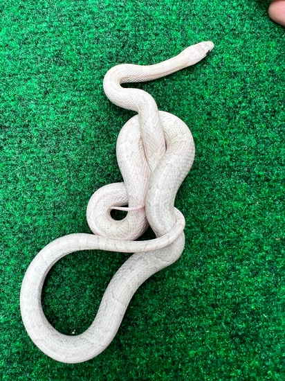 Charcoal Orchid Corn Snake by Repkyle Reptiles