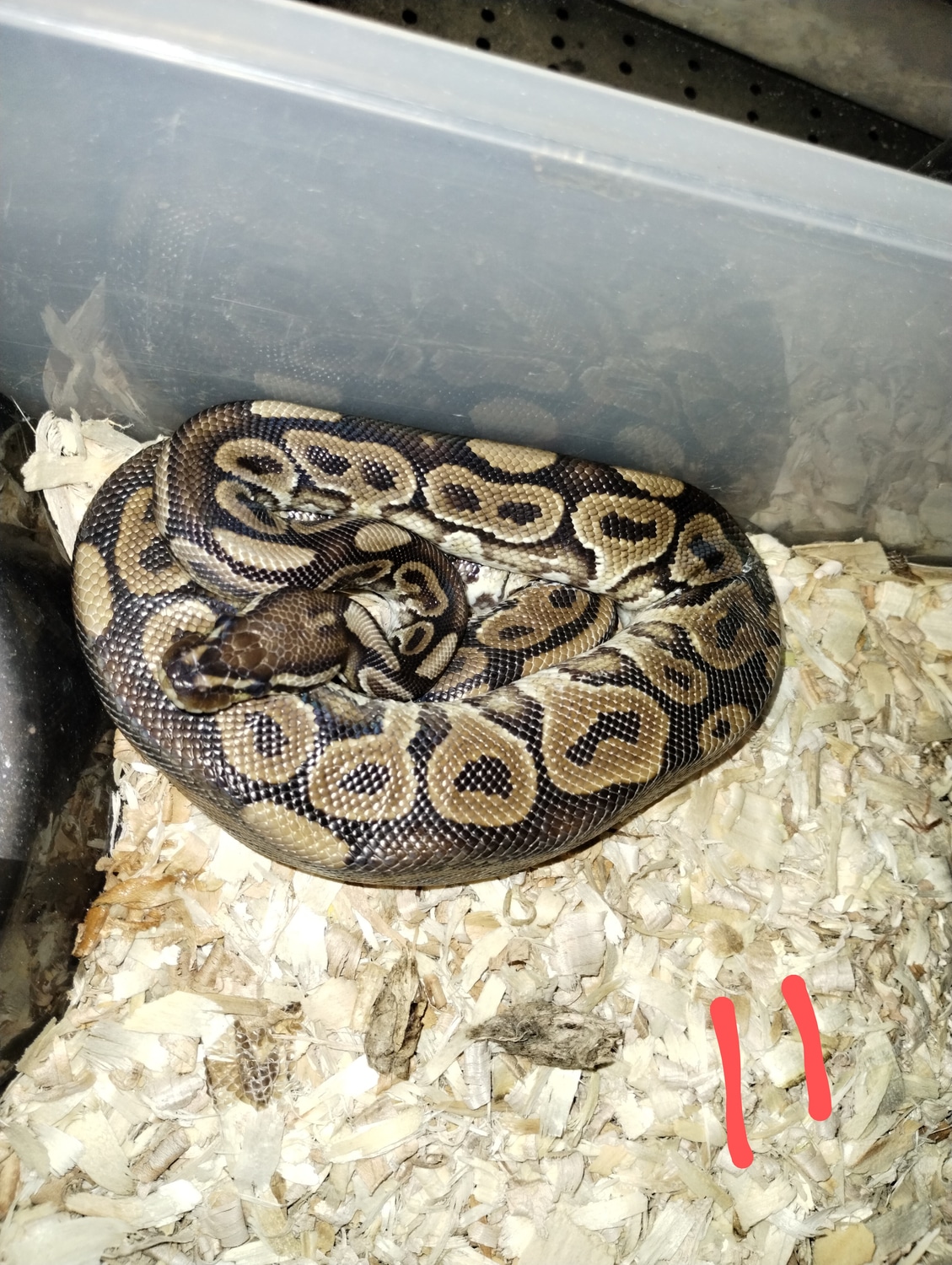 Mystic Ball Python by Ricks ball pythons - MorphMarket