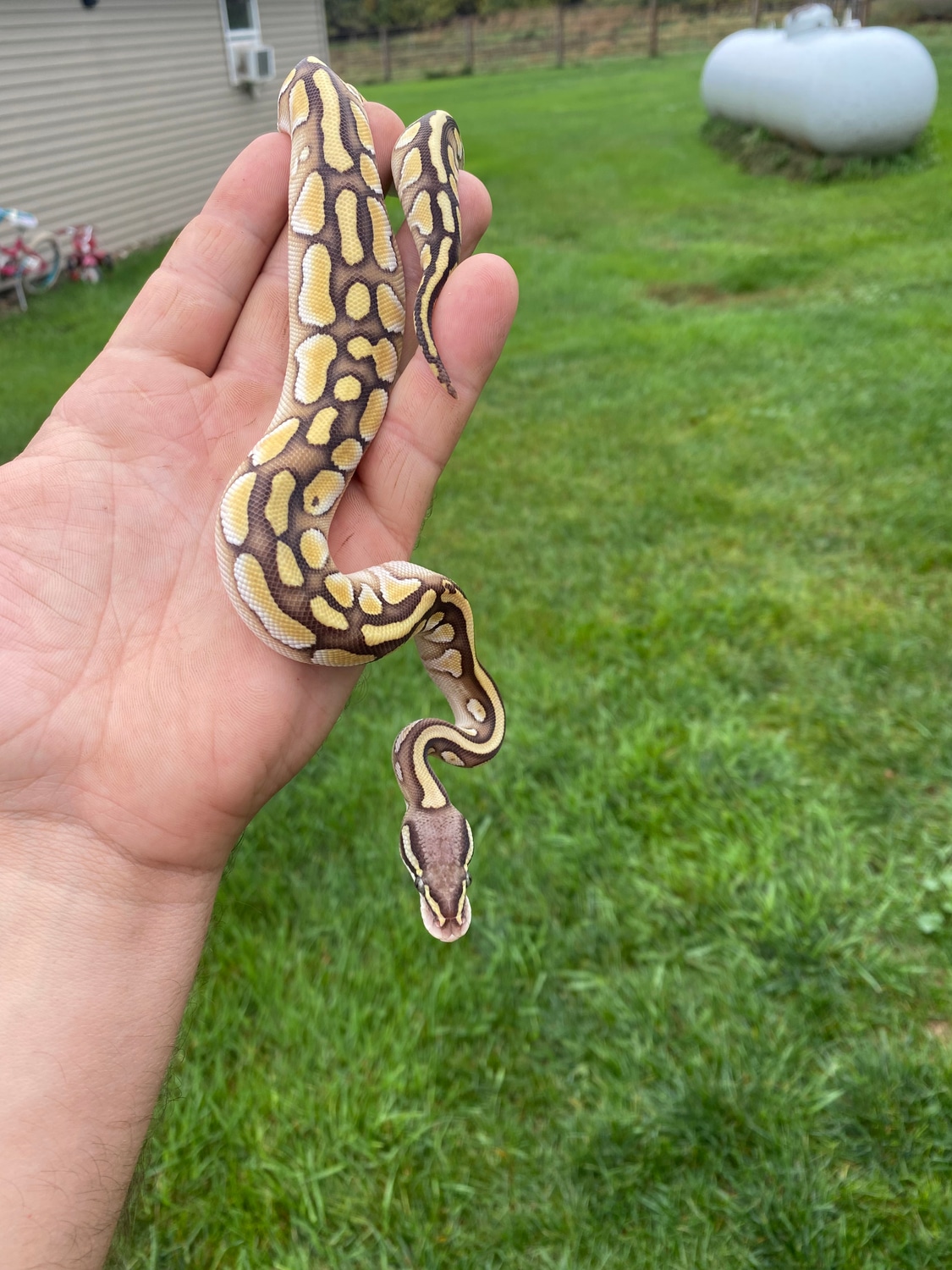 Butter Pastel Ball Python by Reppe Reptiles - MorphMarket