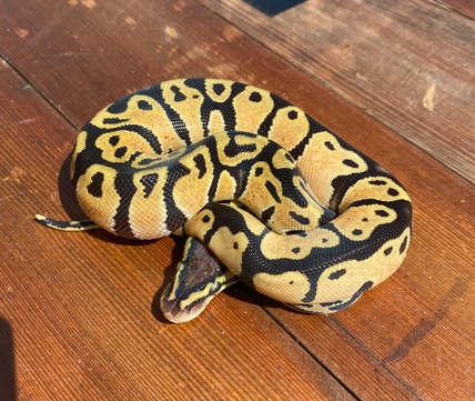 GHI Mojave Fire Ball Python by Reppe Reptiles - MorphMarket