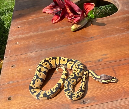 GHI Mojave Fire Ball Python by Reppe Reptiles - MorphMarket