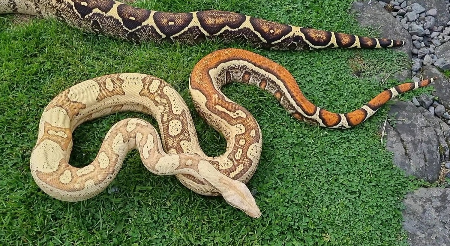 Vpi Jungle Male Proven Boa Constrictor by Pure Reptiles - MorphMarket
