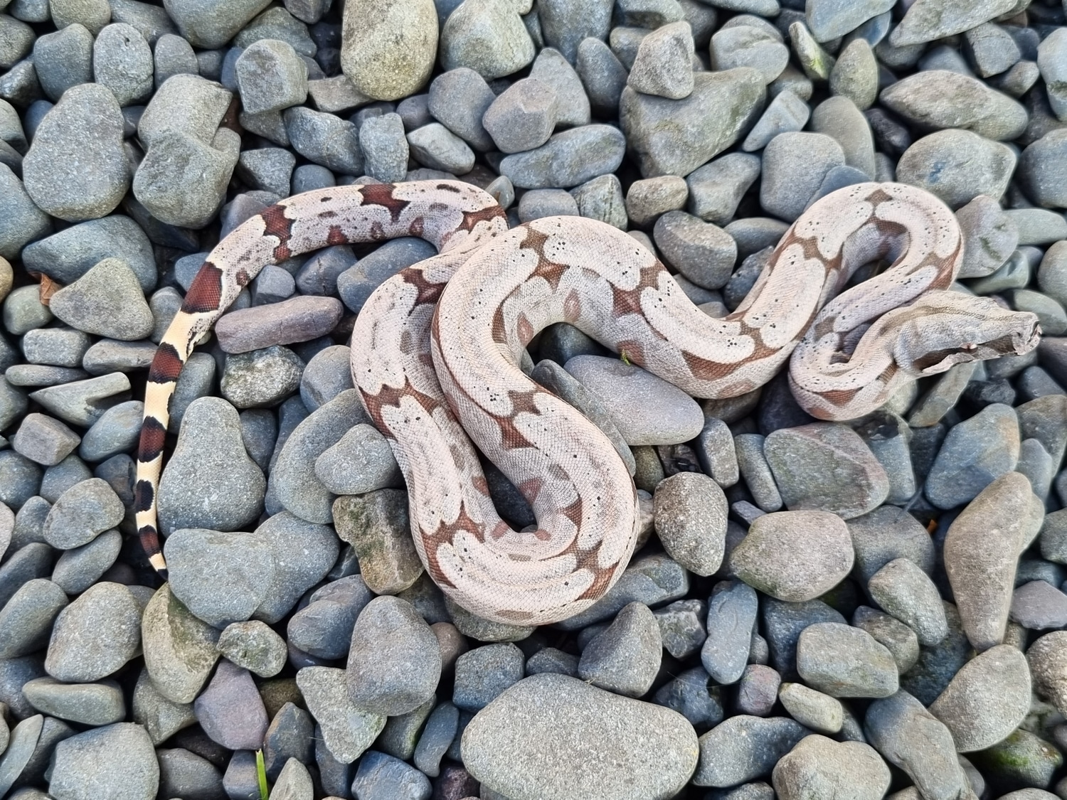 BCA " Stockl Line Short-Tailed Boa Constrictor by Pure Reptiles uk ...