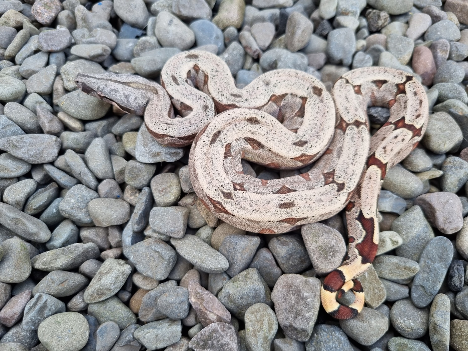 BCA "stockl Line Short-Tailed Boa Constrictor by Pure Reptiles uk ...