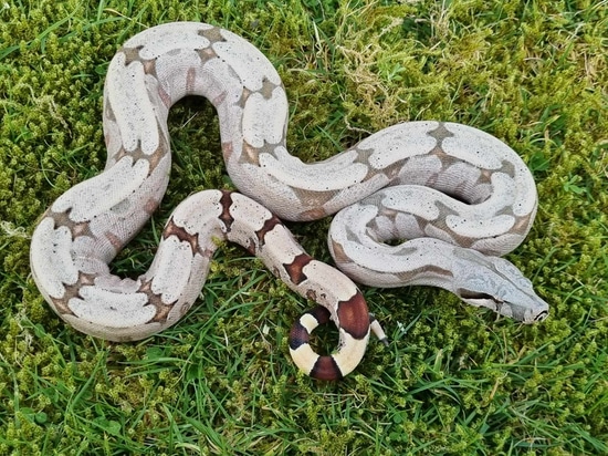 BCA " Stockl Line Short-Tailed Boa Constrictor by Pure Reptiles uk