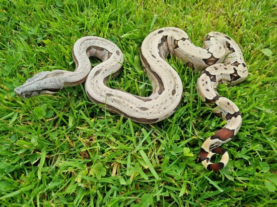 BCA "stockl Line Short-Tailed Boa Constrictor by Pure Reptiles uk