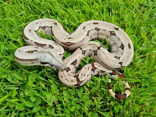 BCA "stockl Line Short-Tailed Boa Constrictor by Pure Reptiles uk
