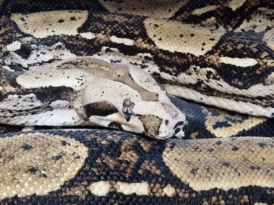 Arabesque Het Sharp Snow Boa Constrictor by Pure Reptiles uk