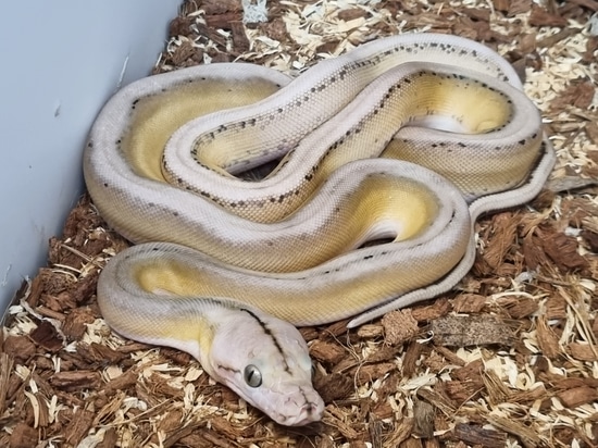 Platinum Motley Tiger Reticulated Python by Pure Reptiles uk