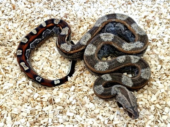 Inca 66% Het Sharp Snow Boa Constrictor by Pure Reptiles uk