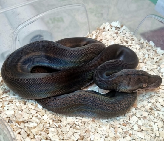 Goldenchild Het Indo Mocha/purple Reticulated Python by Pure Reptiles uk