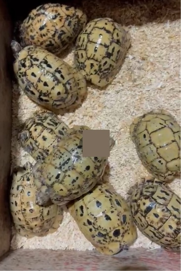Unique Libyan Greek Tortoise by Your Reptile Hobby Supplier