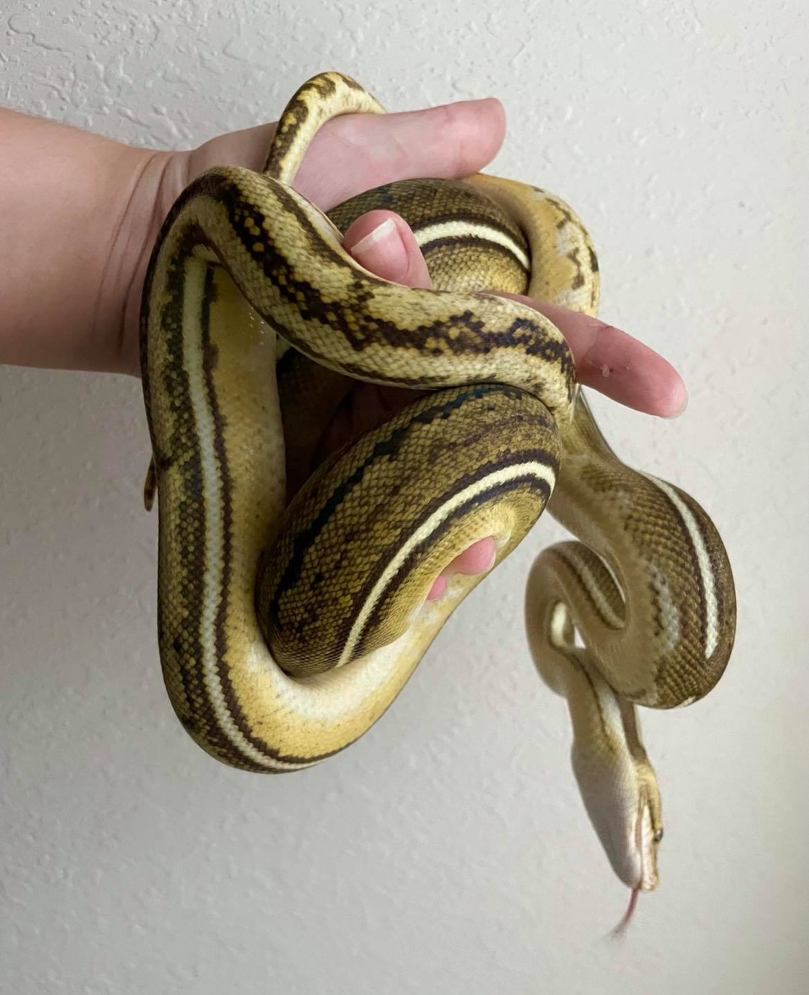 Phantom Tiger Probable Het. Anthrax Reticulated Python by RepScience - MorphMarket