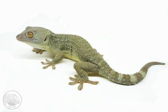 Blue-Headed Green Patternless Tokay More Gecko by RepScience
