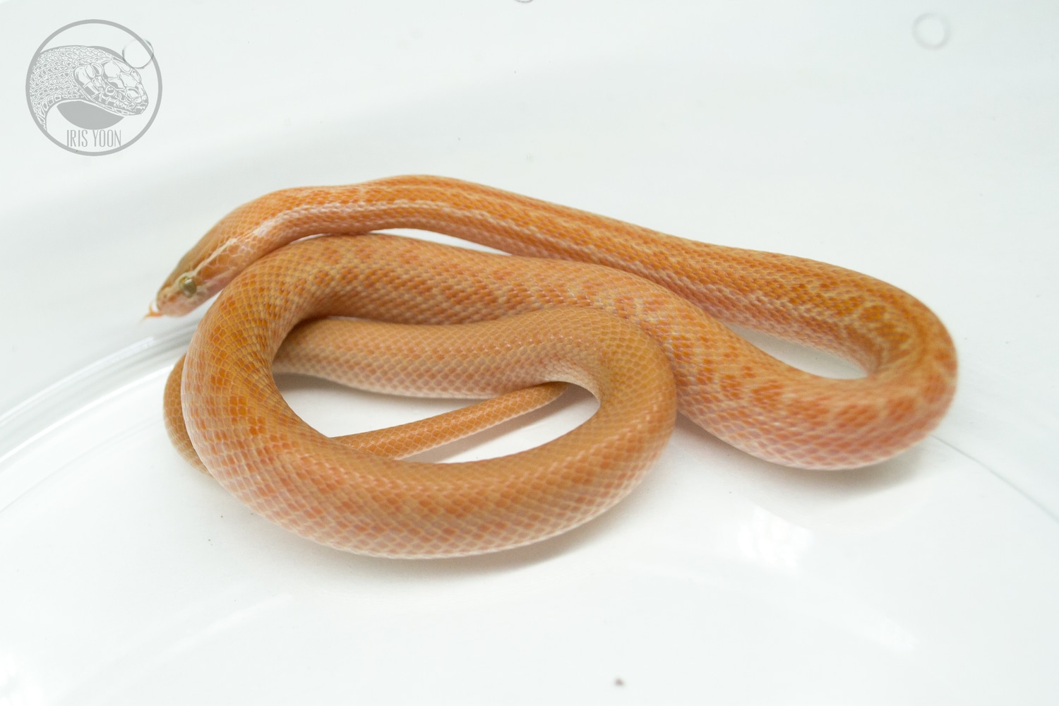 T+ Albino 50% Het. T- House Snake by RepScience - MorphMarket