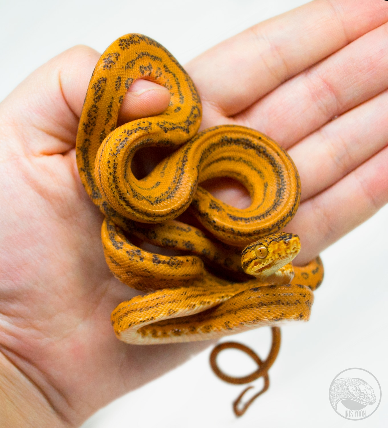 USCBB Tiger Boa Amazon Tree Boa by RepScience - MorphMarket