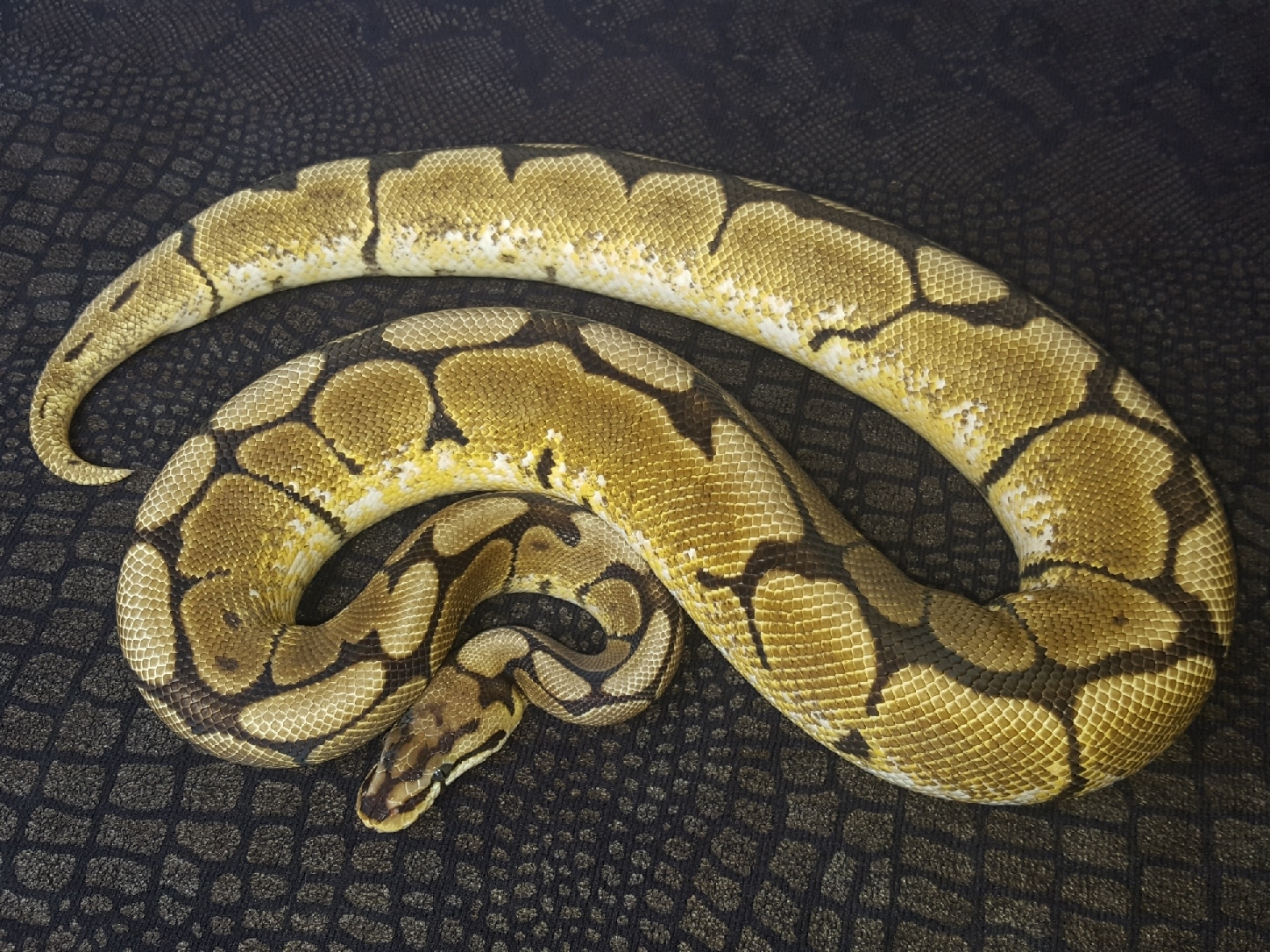 Spider Het Lavender Albino Ball Python by RepStylin® - MorphMarket