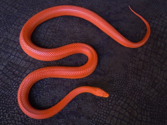Solid Bright Red Orange Fire Stripe Adult Male Corn Snake by RepStylin®