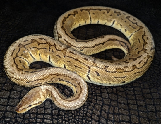 Lemon Blast Het Albino Adult Male Ball Python by RepStylin®