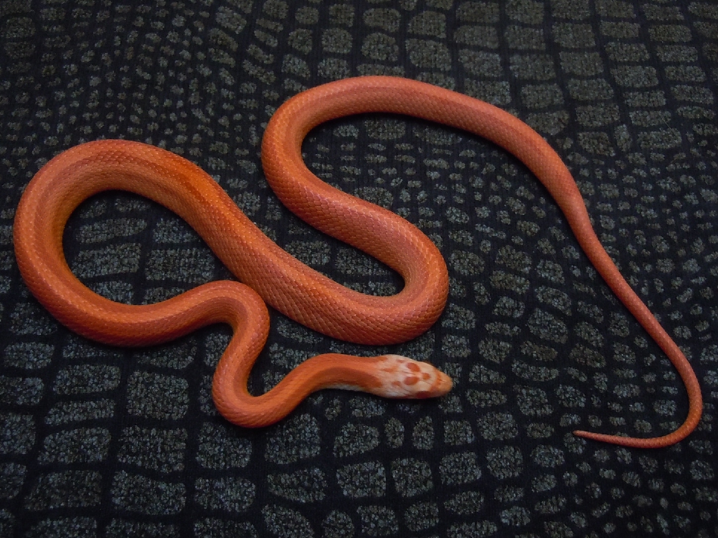 Amel Stripe Corn Snake by RepStylin® - MorphMarket