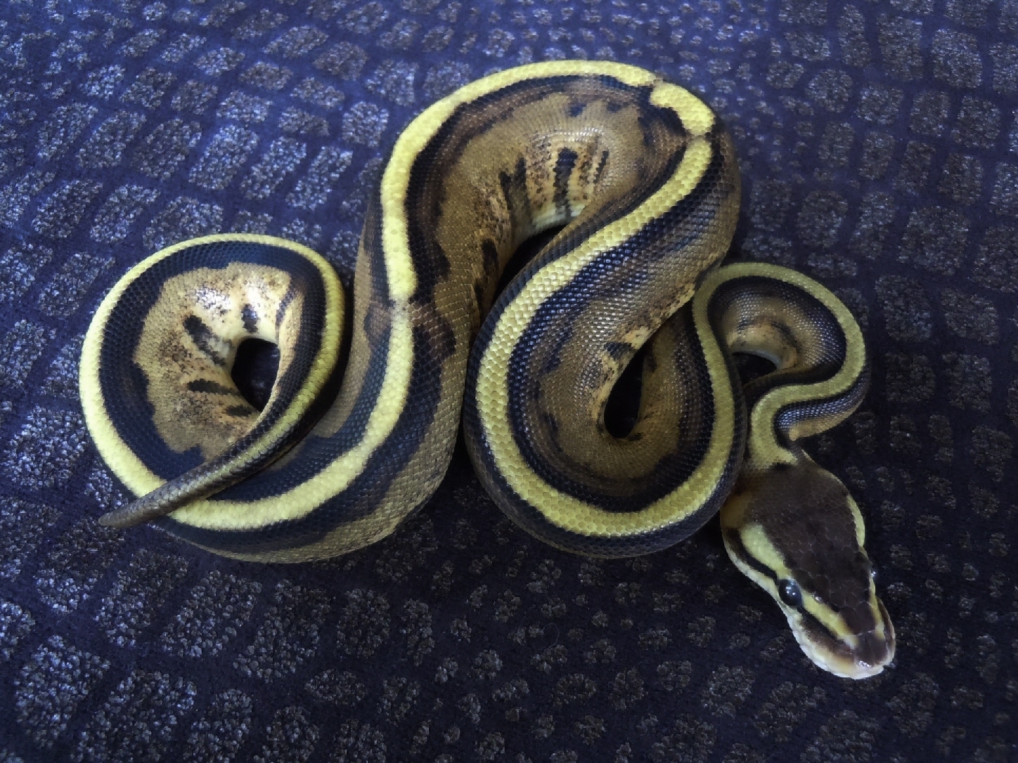 Genetic Stripe Female Ball Python by RepStylin® - MorphMarket