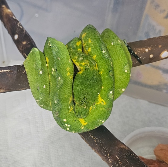 Mite Phase Biak Green Tree Python by Rept-art