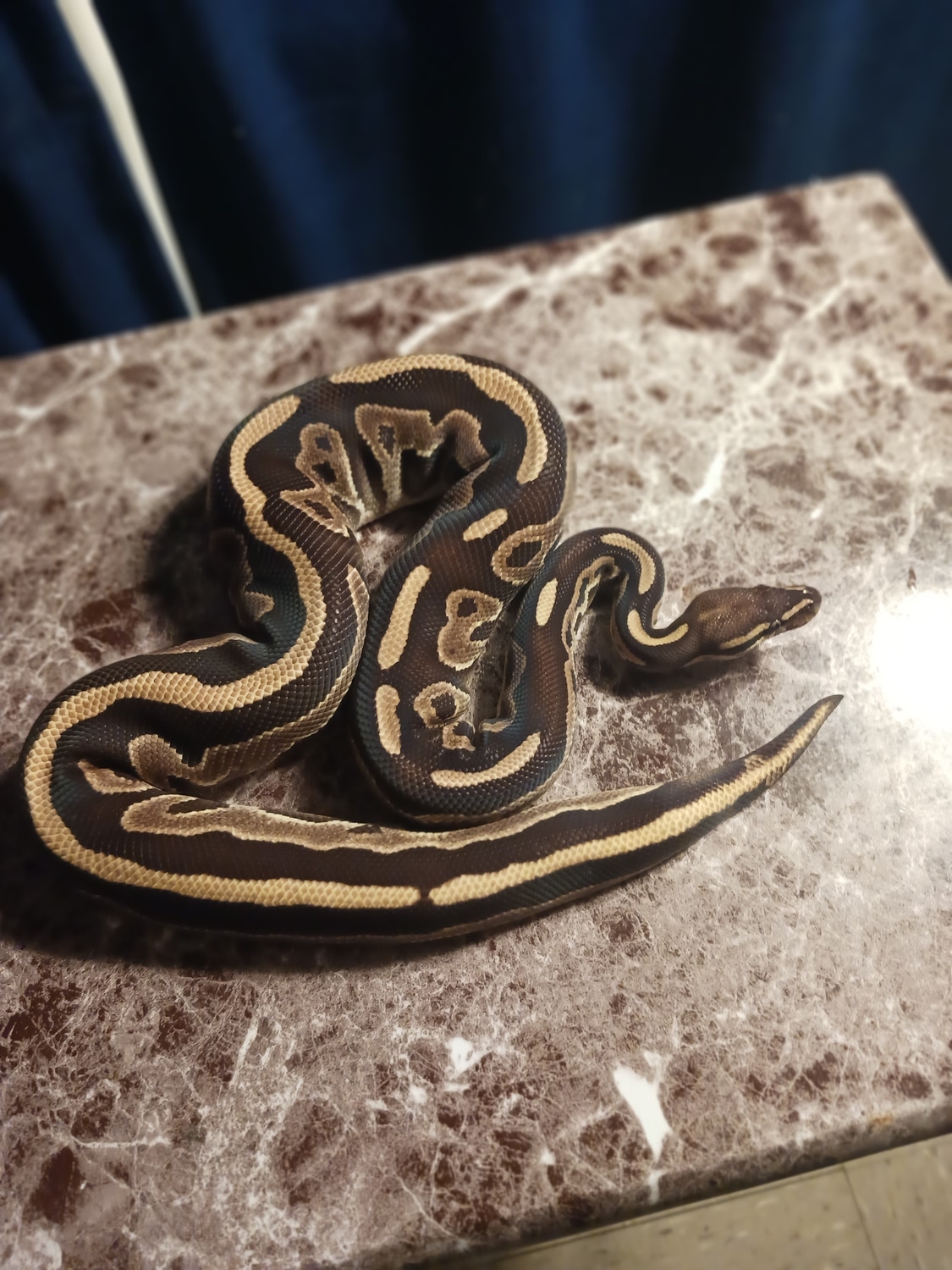 *sale*leopard Mojave Pos Het Pied Ball Python by Neversettlereptiles ...