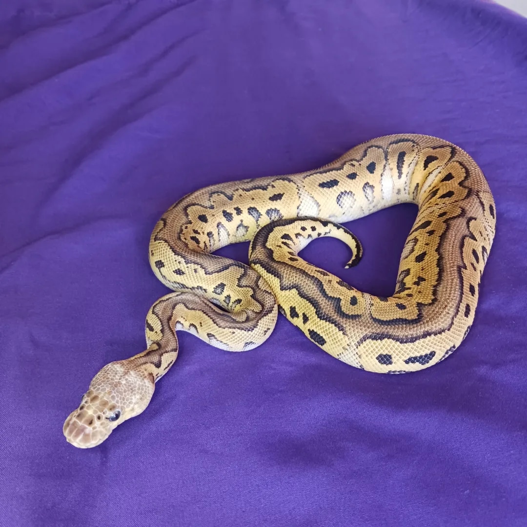 Pastel Clown Dinker Ball Python by Neversettlereptiles - MorphMarket