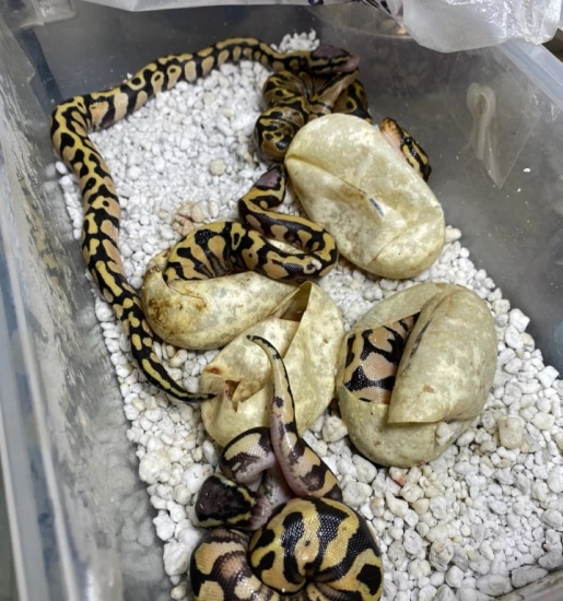 Pastel Yellowbelly Desert Ghost 50% Het Cryptic Ball Python by ...