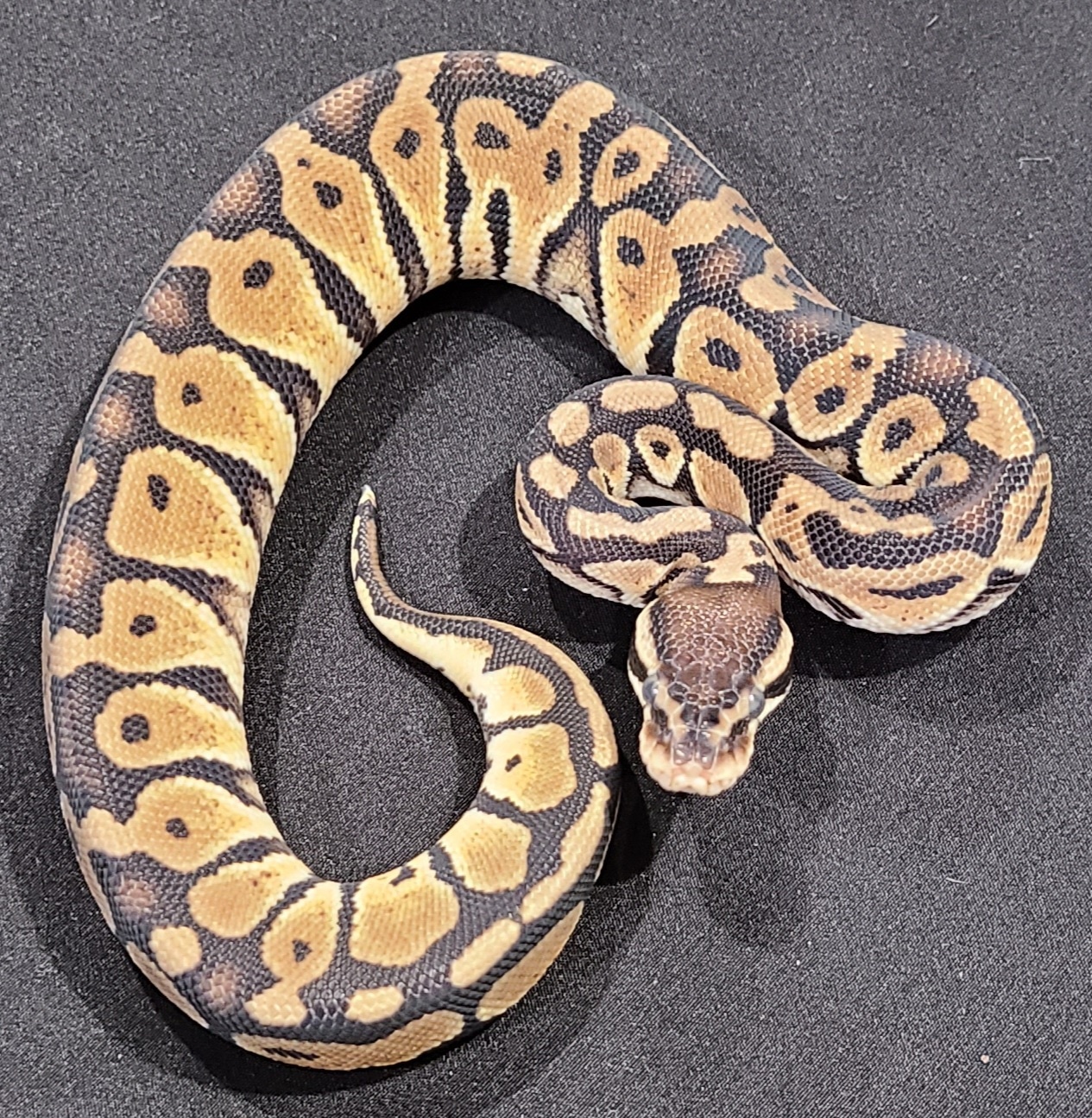Pastel Het Ghost 50% PH Desert Ghost Ball Python by Rep-Tails - MorphMarket