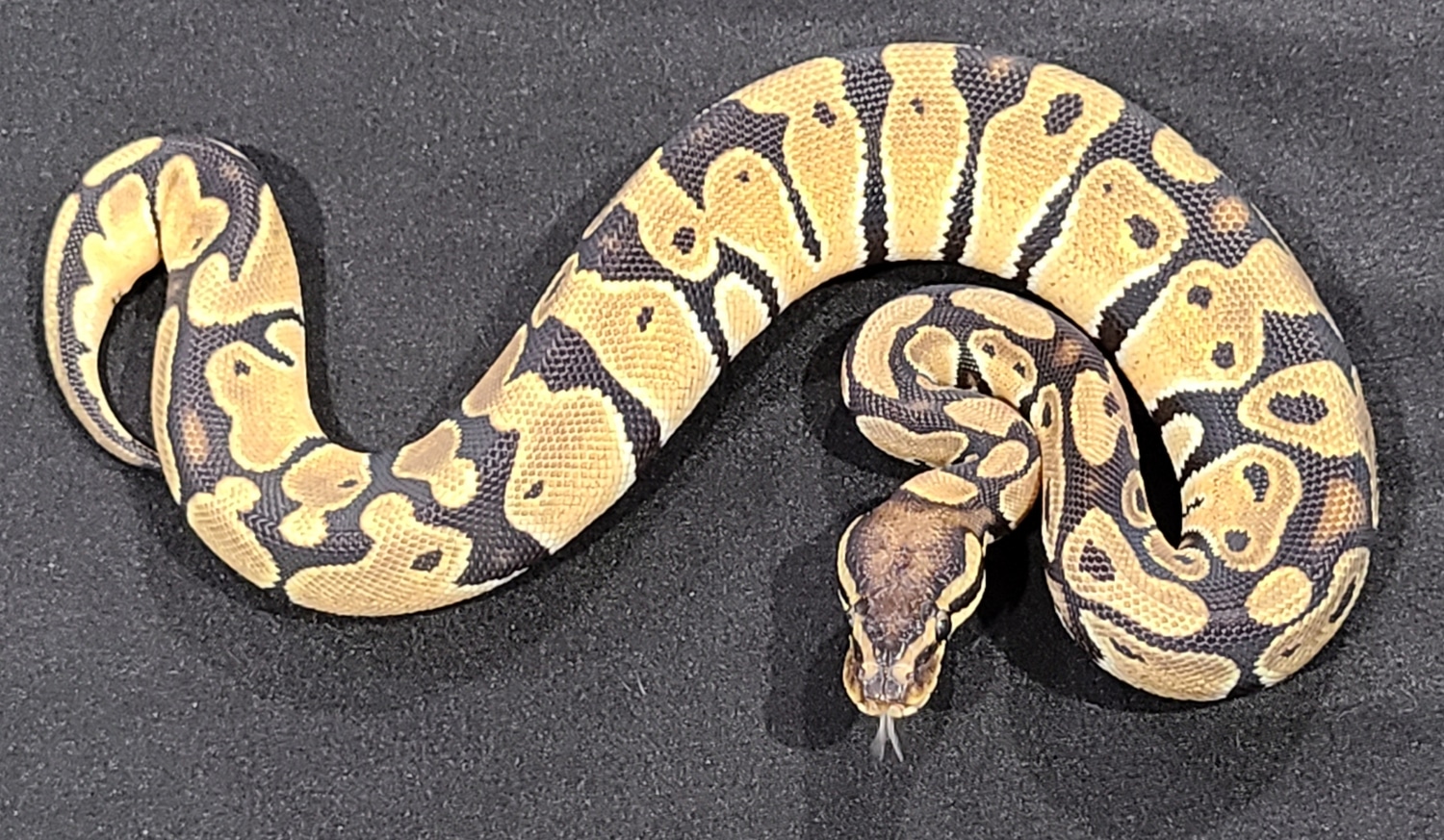 Orange Dream Ball Python by Rep-Tails - MorphMarket
