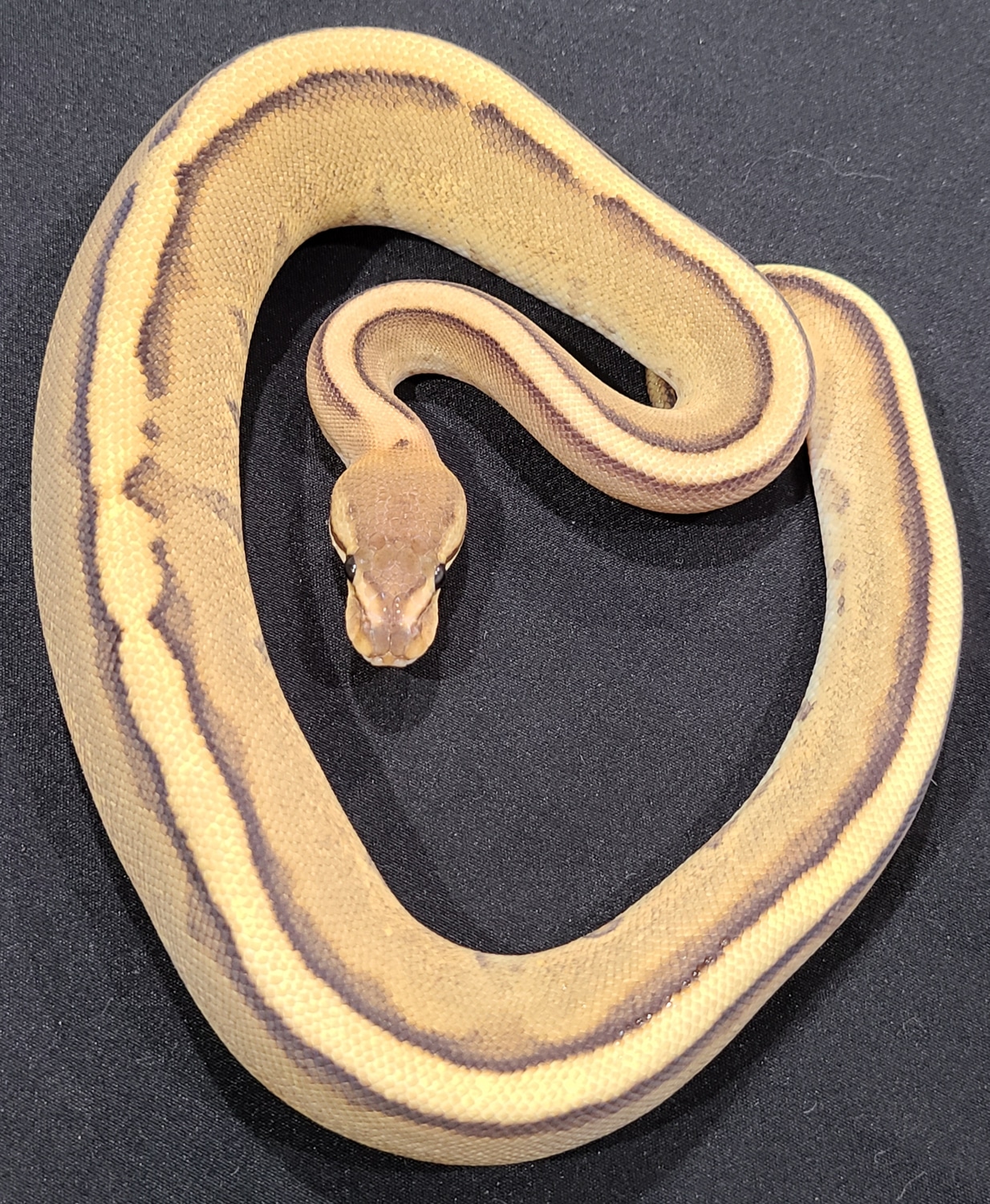 Enchi Fire G-stripe Pos OD PH Ghost Ball Python by Rep-Tails - MorphMarket
