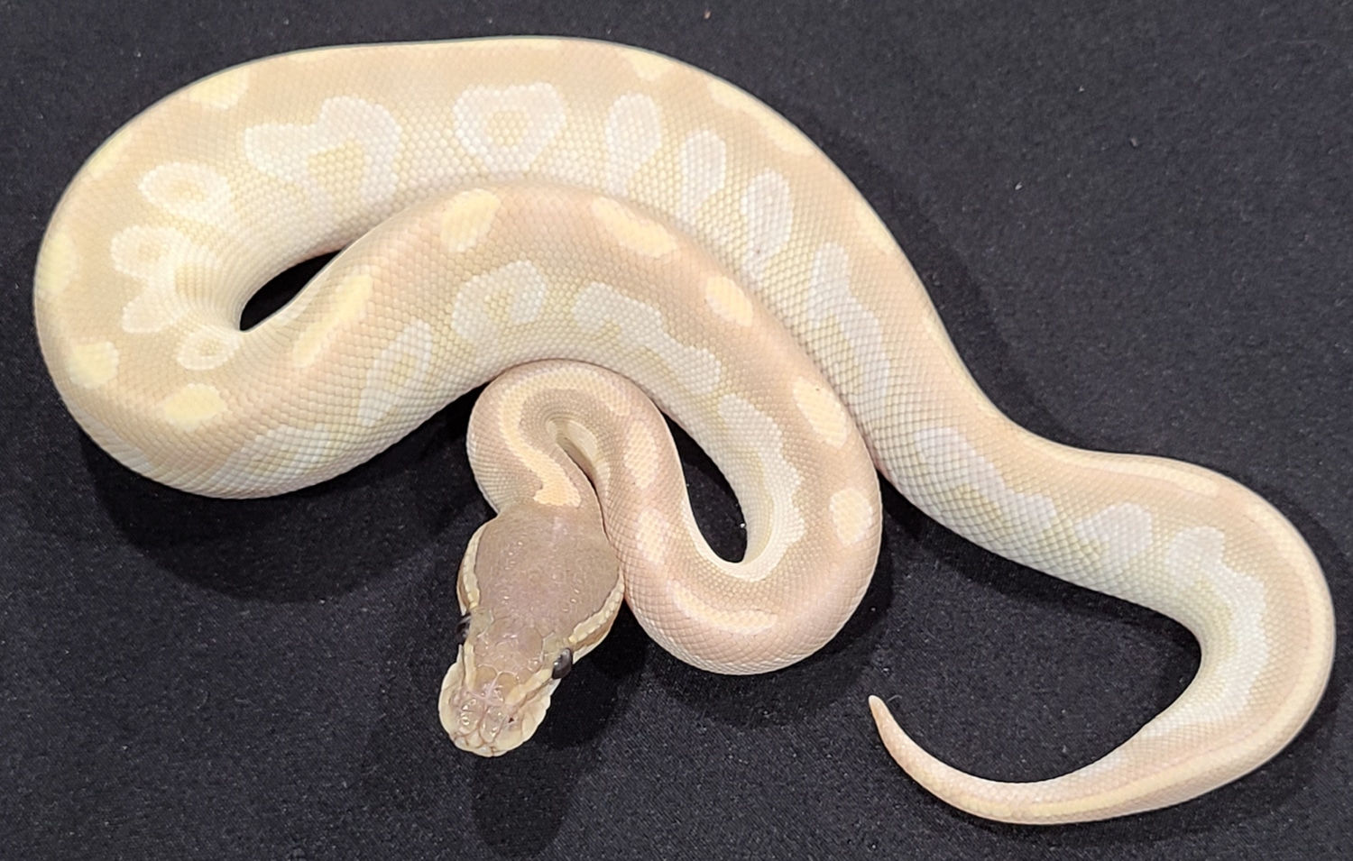 Crystal Ball Python by Rep-Tails - MorphMarket