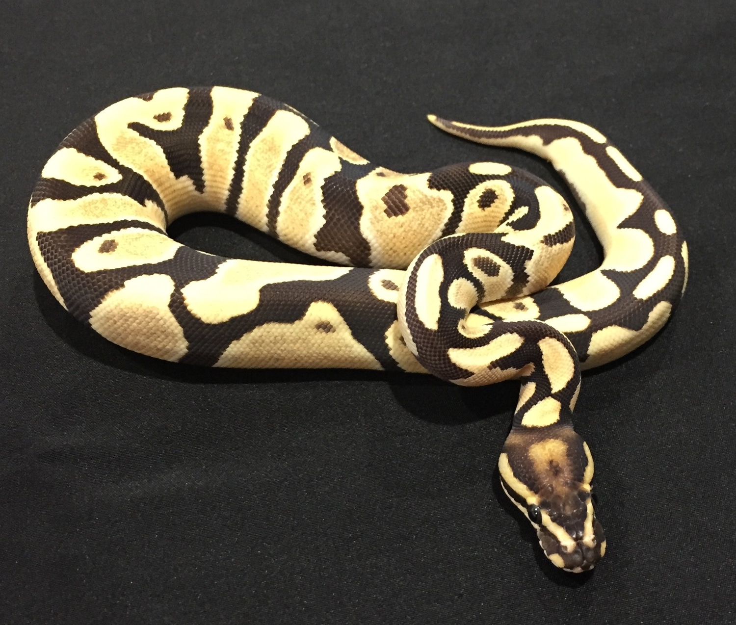Orange Dream Fire Ball Python by Rep-Tails - MorphMarket