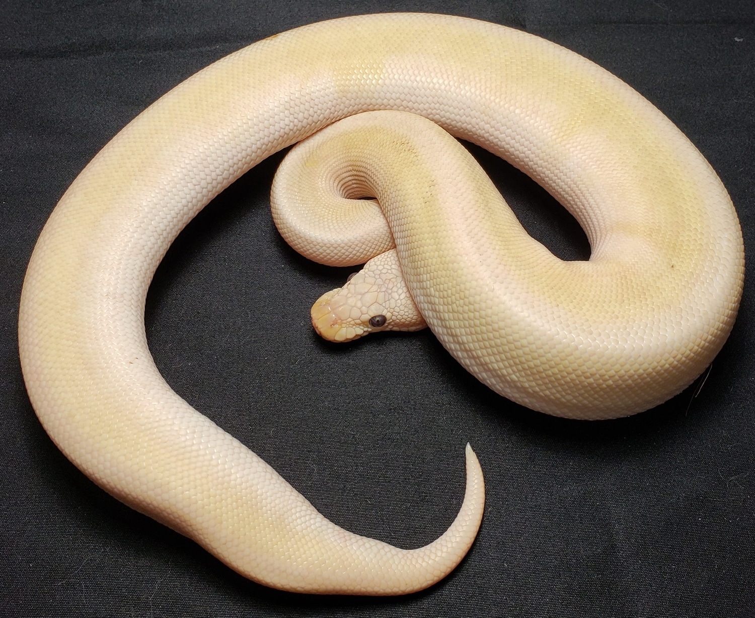 Pastel Cinnamon Champagne Ball Python by Rep-Tails - MorphMarket