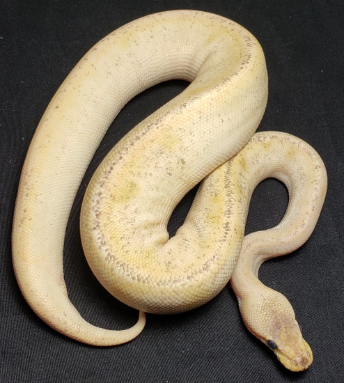 Pastel Leopard Cinnamon Champagne Ball Python by Rep-Tails