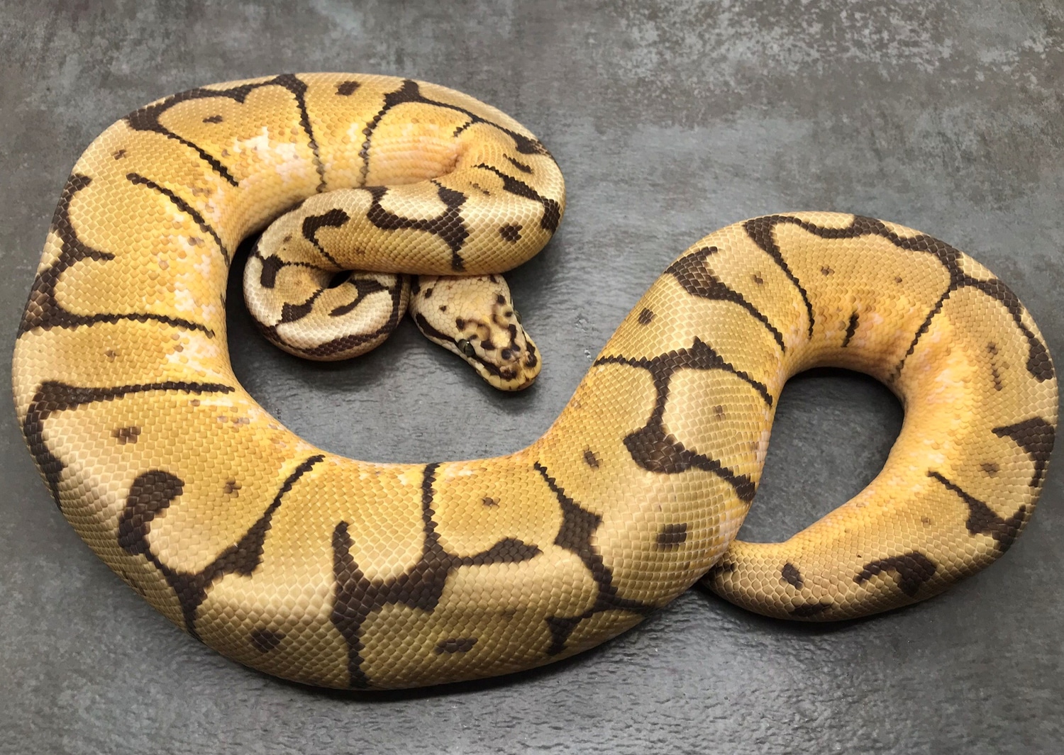 !BOGO! Bumble Bee DH Clown/hypo Ball Python by Rep-Tails - MorphMarket