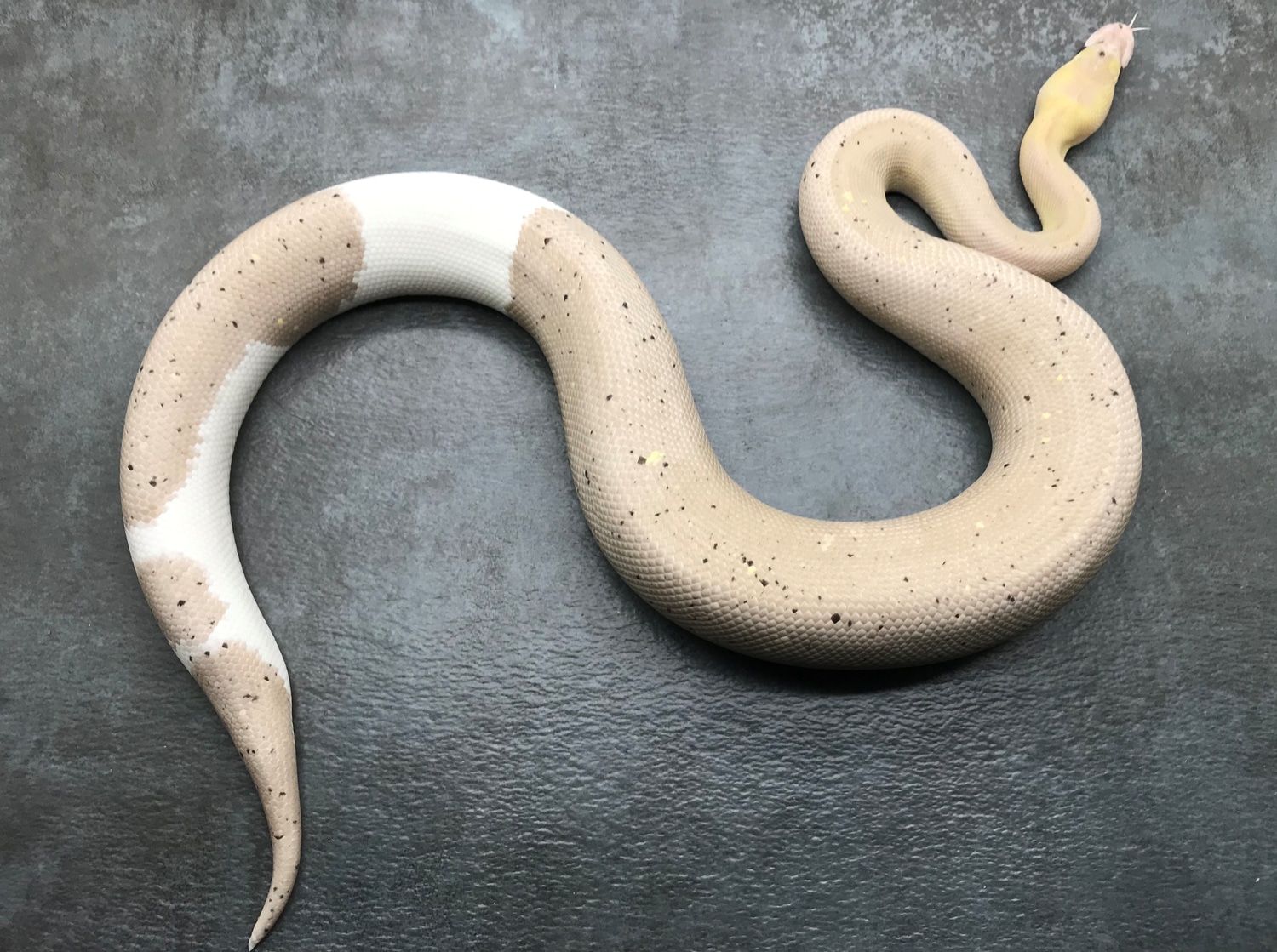 Pastel Banana Super Cinnamon Het Pied Ball Python by Rep-Tails ...