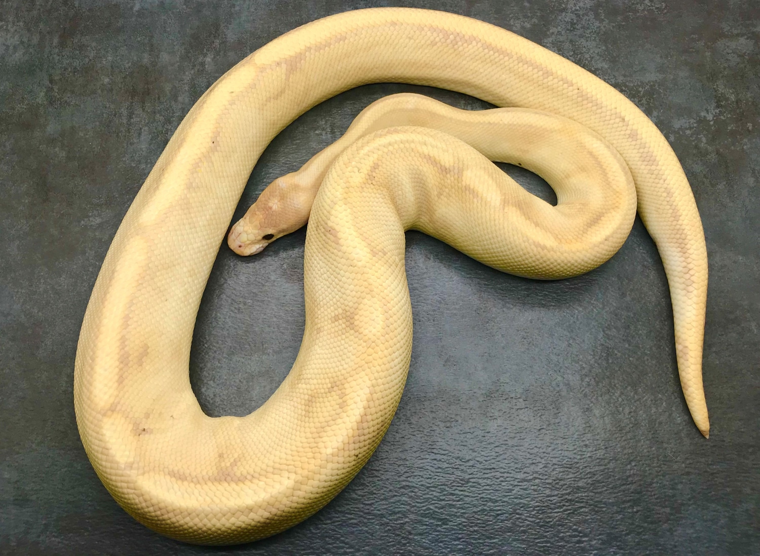 !BOGO! Banana Leopard Champagne Ball Python by Rep-Tails - MorphMarket