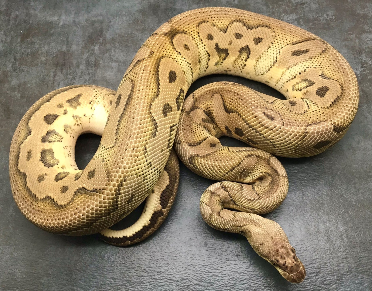 !BOGO! Proven Pastel Clown Ball Python by Rep-Tails - MorphMarket