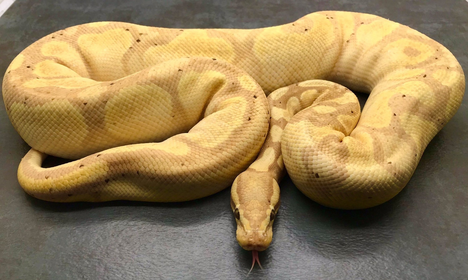 !BOGO! Proven Coral Glow Enchi YB Pos. Het TSK Axanthic Ball Python by ...