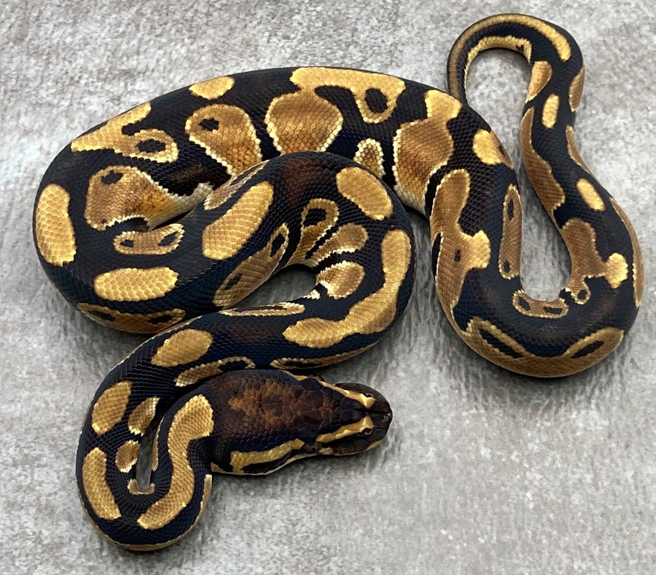 DH TSK Axanthic/clown Ball Python by Rep-Tails - MorphMarket