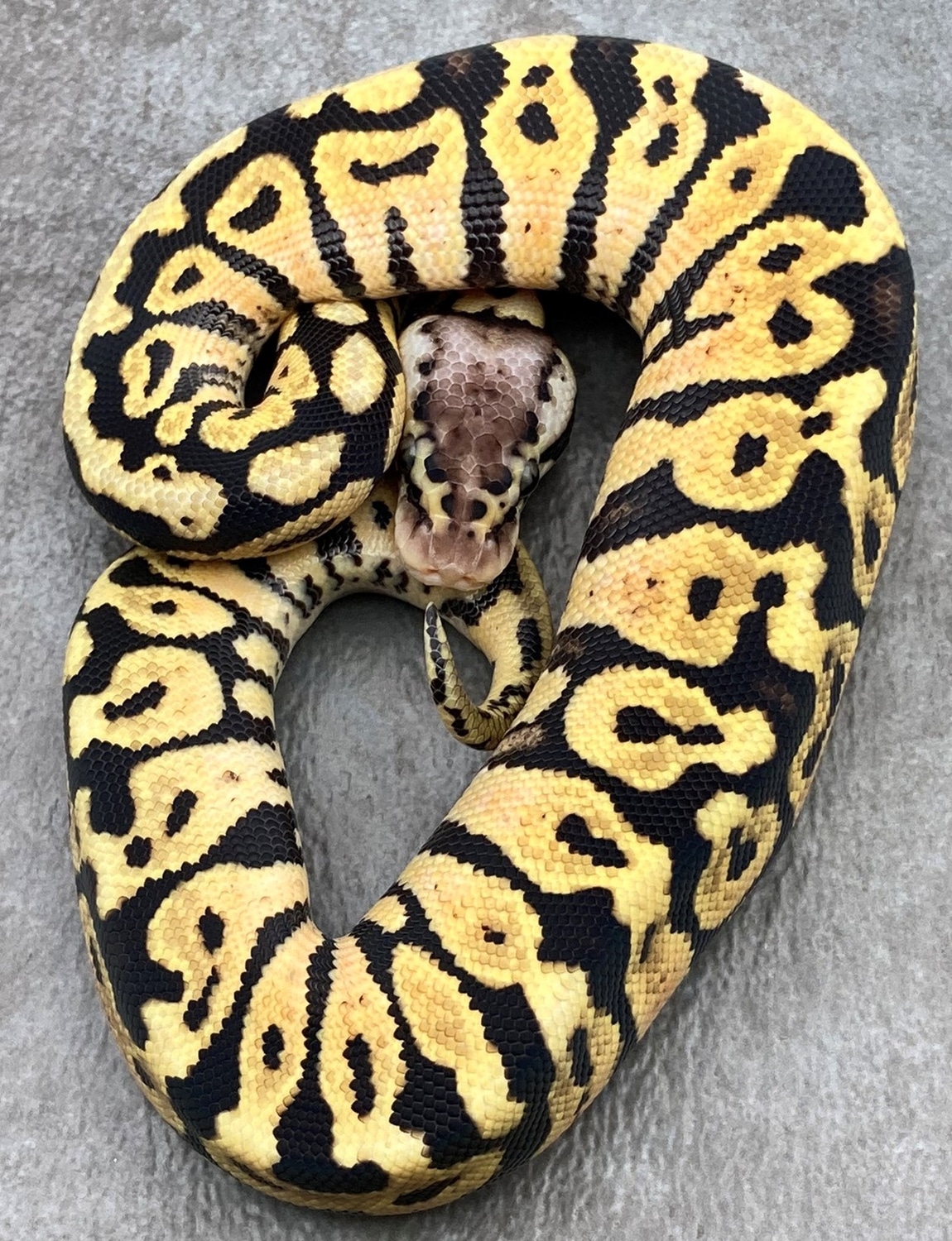 Pastel Spotnose Ball Python by Rep-Tails - MorphMarket